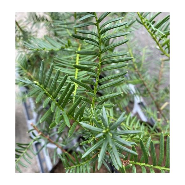 イチイ（一位）イチイ科イチイ属常緑針葉樹5寸ポット苗　樹高30〜40センチ程度＊雌雄の判別はありません。