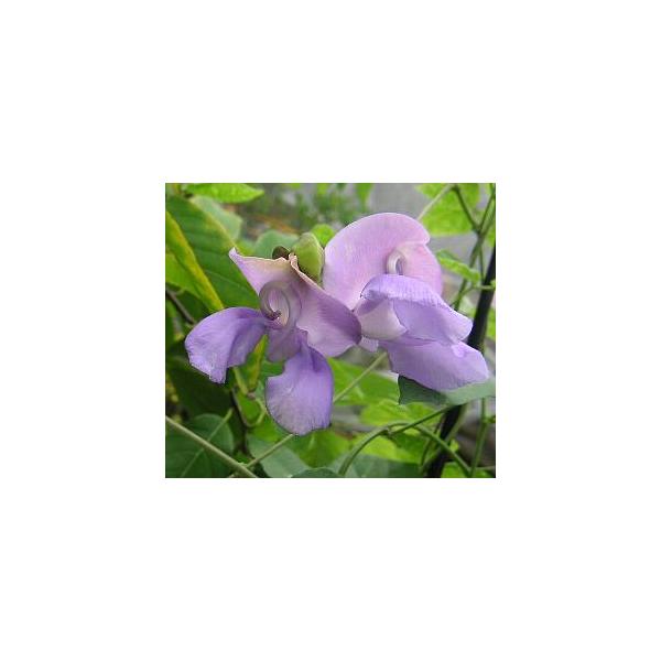 スネールフラワー（スネールバイン）マメ科　非耐寒性つる植物開花期：初夏〜秋9センチポット苗管理のポイント耐寒性が低いため、冬期は室内等での管理が必要。