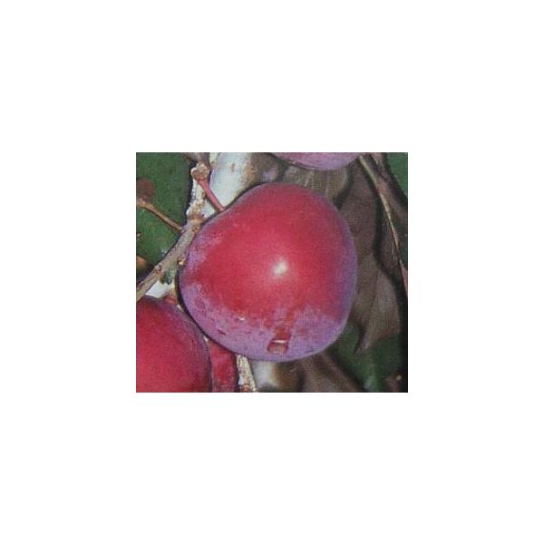 果樹苗　スモモ　すもも　ハリウッド　紅葉スモモ規格：5号（直径約15cm）ポット植え、又は根巻き苗、接ぎ木1年生苗、樹高：80cm程度ハリウッドは、米国から導入されたミロバランススモモ系で、赤い葉が特徴のすももで、果実は円形で約60ｇ程度。...
