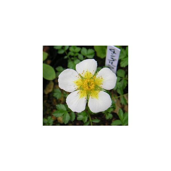 チングルマ　9センチポットバラ科ダイコンソウ属の落葉小低木高山植物＊花色について：蕾の時期に赤色が入る場合がありますが、咲ききるとクリーム色になります。