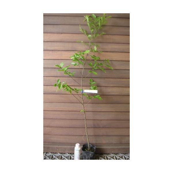 9センチポット　樹高30〜60センチ程度