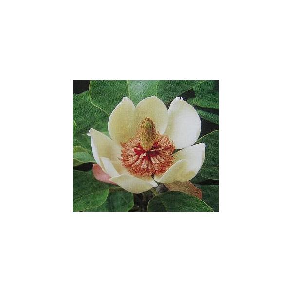 受咲き大山蓮華　ウケザキオオヤマレンゲ４寸ポット植え　樹高15〜30センチ程度＊樹形が暴れている場合がありますのでご理解ください。オオヤマレンゲ（大山蓮華・大山レンゲ）は、お茶花や切り花として楽しむことが多く、庭木としても有名な花木です。受...