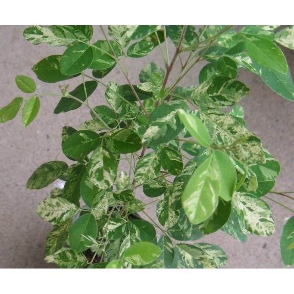 3寸ポット植え　樹高；季節により変化します。萩（ハギ）は、夏の終わりから秋にかけて開花する秋の七草のひとつです。斑入り葉萩は、葉に美しい斑が入る品種です。花は赤色になります。