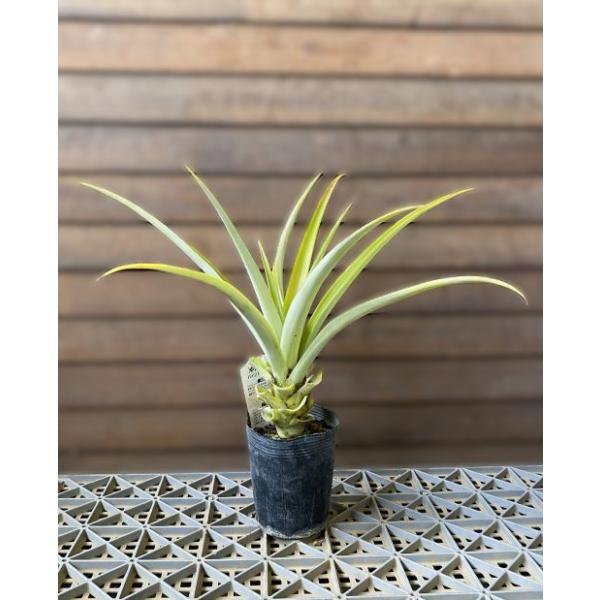 4寸ポット苗パインアップル大玉品種は、果実が約1.5ｋｇと大きい品種で、生食・加工兼用品種です。パイナップルにはビタミンＢ１、Ｂ２、Ｃや食物背繊維などの栄養素がたっぷり含まれています。きます。