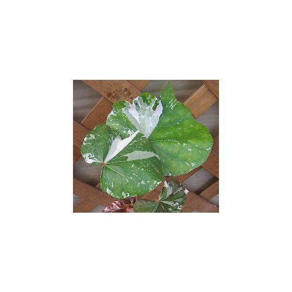 オオハマボウ５寸鉢植えオオハマボウは別名ユウナとも呼ばれる熱帯性花木で、沖縄以南の地域に自生しています。日本原産のハイビスカスとも呼ばれ、黄色い美しい花を咲かせます。また葉がほぼ円形に近いハート型をしており、可愛らしい葉が特徴です。ハワイ語...