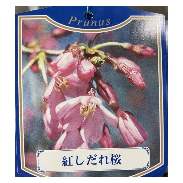 桜　紅枝垂れ桜　ベニシダレサクラ　苗木　苗　桜の木規格：4〜5寸ポット植え　苗接ぎ木1〜２年生苗樹高：60〜80センチ程度紅枝垂れ桜（ベニシダレザクラ）は、一重で紅色の花を咲かせる枝垂れ桜です。