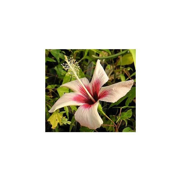 ハイビスカス　フィジーホワイト（フィジアンホワイト）ハイビスカスの一種でピンクがかった白色で、花の中心にいくほど濃くなる花を咲かせます。アオイ科フヨウ属　非耐寒性常緑低木３寸ポット植え　樹高10〜20センチ程度