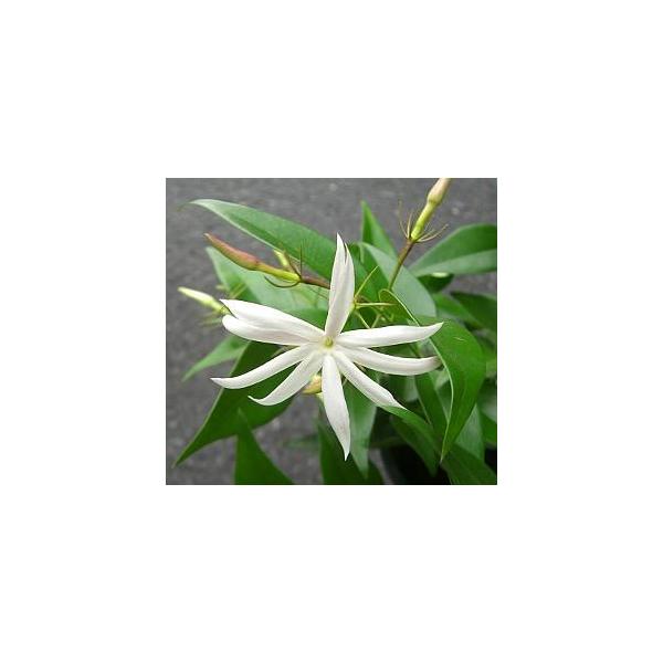 エンジェルウイングジャスミン（オオシロソケイ）5寸鉢植えモクセイ科ソケイ属ツル性常緑低木別名：ジャスミナム・ニティドゥム花は芳香性があり、風車状に花弁が細く開くの特徴。開花期間は長く、春から秋口まで楽しめる。耐寒性は低いため、冬期は室内等で...