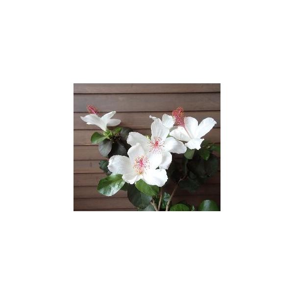 ハイビスカス　アーノッティアヌスHibiscus arnottianusハイビスカスの原種系品種で、オアフ島山地に自生する。芳香のある白い5弁花ですが、花柱は赤色でそのコントラストが目を 楽しませてくれます。アオイ科フヨウ属　非耐寒性常緑低...