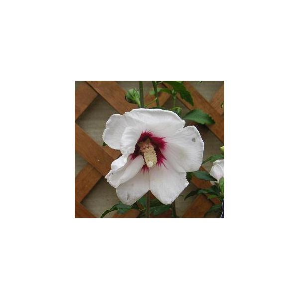 ムクゲ　日の丸　５寸ポット植え