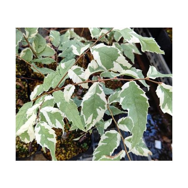 ケヤキ七変化接ぎ木　４寸ポット葉に白覆輪斑が入り、緑色の部分が独特に変化する珍しいケヤキ。新芽や紅葉時も色が変化するため四季折々楽しめます。