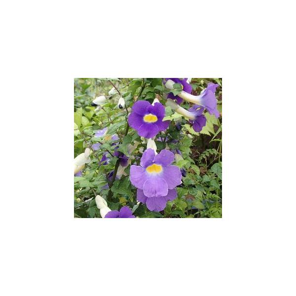 ツンベルギア　エレクタ9センチポット植え　樹高10〜20センチ程度ツンベルギアは、南アフリカや東南アジアに自生するツル性の常緑多年草で、色鮮やかな花を咲かせます。ツンベルギアエレクタは、木立ハヤズカズラ（コダチヤハズカズラ）とも呼ばれ、木立...