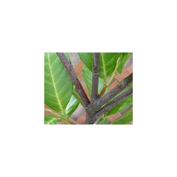 バクチノキ（バクチの木）バラ科サクラ属常緑高木４寸ポット苗　樹高40〜60センチ程度　樹皮がまだらにはげ落ちた跡が、赤褐色になるのが特徴で、その姿が、バクチに負けて裸になる人になぞられて、博打の木と付けられたといわれています。■管理のポイン...