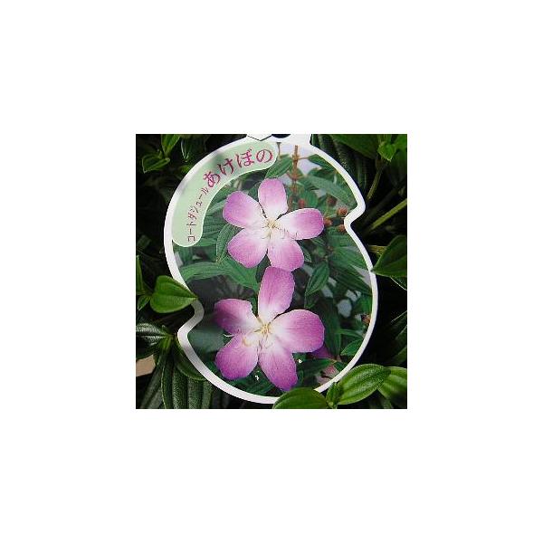 ノボタン　コートダジュール（あけぼの）覆輪の美しい花を咲かせるノボタンです。５寸鉢植え