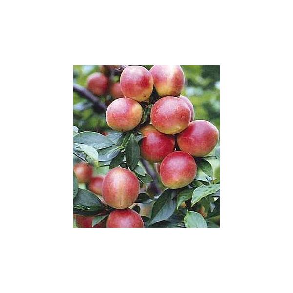規格：5号（直径約15cm）ポット植え、又は根巻き苗、接ぎ木1年生苗、樹高：80cm程度露茜（つゆあかね）は、農研機構果樹研究所において、ニホンスモモとウメを交雑育成した新しい品種です。果実の重さは60ｇ〜70ｇと大きく、果実の皮はほぼ全体...