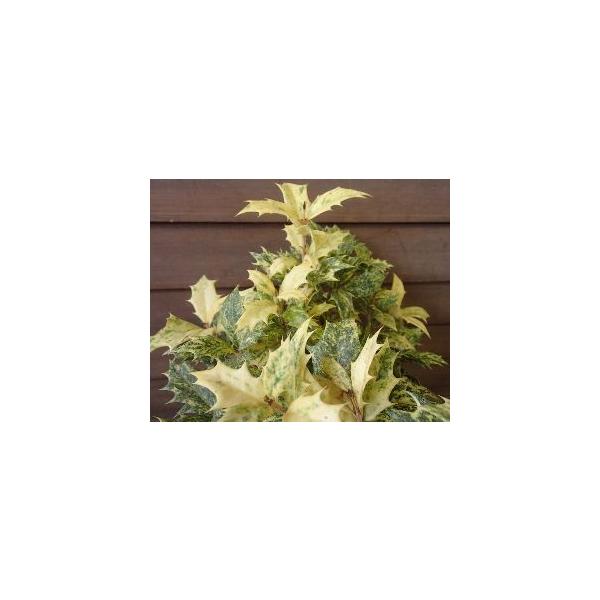 五色柊　5寸鉢植え五色ヒイラギ（ゴシキヒイラギ）は、その名の通り、春先と秋口に新芽が赤く色付き、その後白から黄色・黄緑色、緑色へと変化していく美しいヒイラギです。