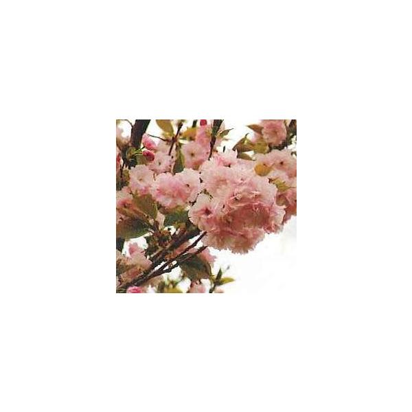 桜　福禄寿　フクロクジュ　苗木　苗　桜の木規格：3〜5寸ポット植え、又は根巻き苗接ぎ木1〜２年生苗樹高：60〜80センチ程度福禄寿桜：（フクロクジュ）は、七福神の中の一人の名前を持つとても縁起の良い桜です。淡紅紫色の花は大輪で八重咲き、房状...