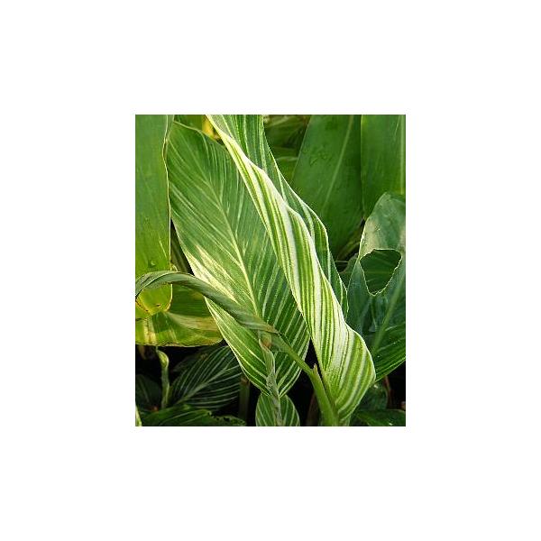 12センチポット植え