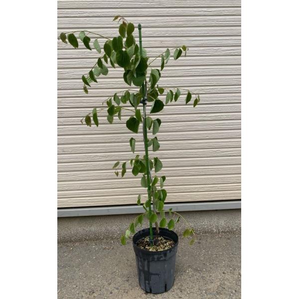 枝垂れ桂の木　　6寸鉢植え　樹高50〜70センチ程度（先端をカットしている場合があります）桂の木（カツラノキ）は、庭園樹や公園樹として多く利用されており、その可愛らしいハート型の葉は、夏にはみごとなグリーンで、秋は赤橙色の紅葉が楽しめます。...