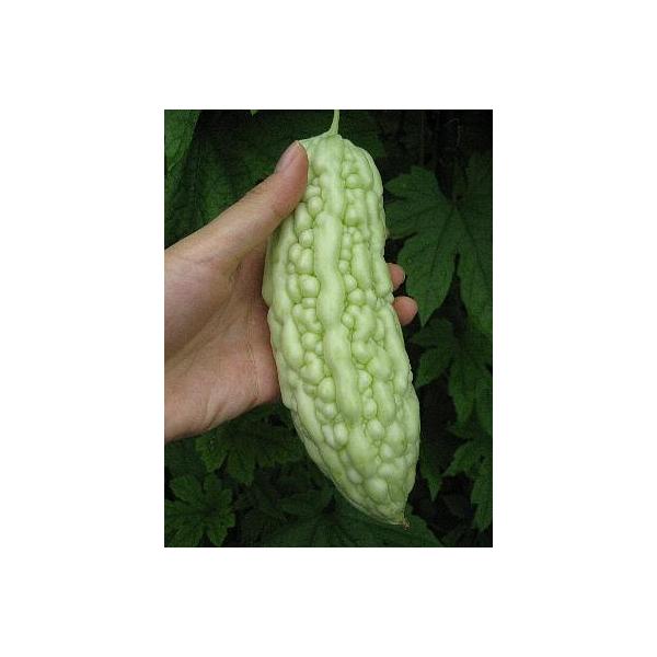 緑のベジカーテン：苦味が少なくサラダに最適！ゴーヤ純白（サラダゴーヤ）　10.5センチポット苗　2ポットセット■ご注文時のご注意事項■・4月中旬以降発送となりますので、発送時期の異なる他の商品との同梱はできません。・他の商品と合わせてご注文...