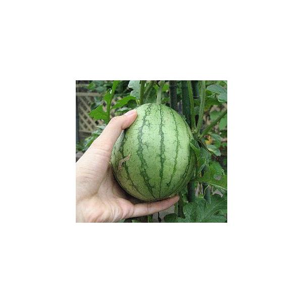 ソムリエ野菜：幻のすいか　糖度14度超え！小玉すいか　小玉　愛（ラブ）　10.5センチポット苗　2ポットセット■ご注文時のご注意事項■・4月下旬以降発送となりますので、発送時期の異なる他の商品との同梱はできません。・他の商品と合わせてご注文...
