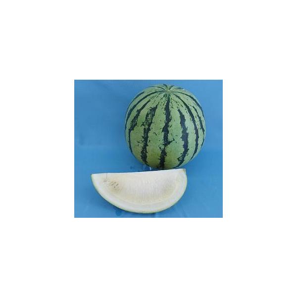 ソムリエ野菜：白いすいか、究極の食感と感動の白！中玉すいか　銀世界10.5センチポット苗　2ポット■ご注文時のご注意事項■・4月下旬以降発送となりますので、発送時期の異なる他の商品との同梱はできません。・他の商品と合わせてご注文を頂いた場合...