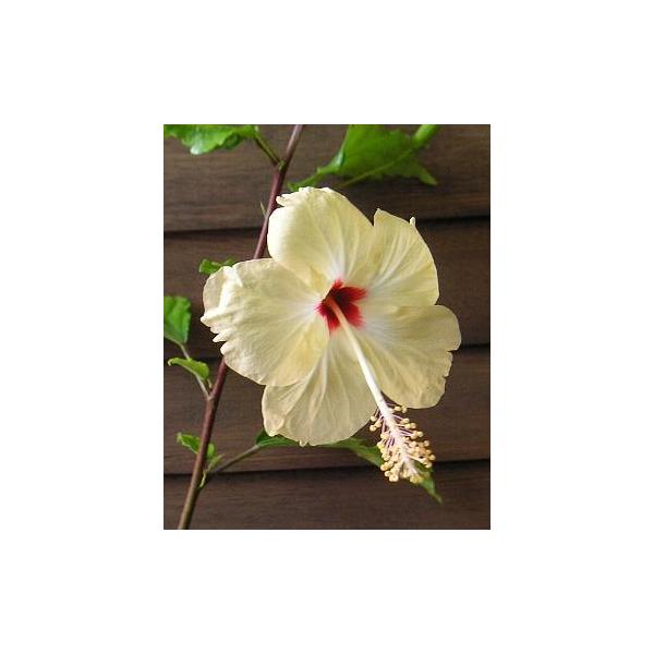 ハイビスカス　イエローバタフライHibiscus花弁が外側に反り返るバタフライタイプの黄花品種です。アオイ科フヨウ属　非耐寒性常緑低木３寸ポット植え　樹高10〜20センチ程度