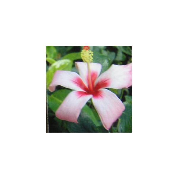 ハイビスカス　ジェネビー（ジェネヴィー）マスカレン諸島原産の原種ハイビスカス花色は白からピンクまで幅があり、葉も形を変化させるとても希少なハイビスカスです。（若木では5裂し、古い株では卵型になる）アオイ科フヨウ属　非耐寒性常緑低木３寸ポット...