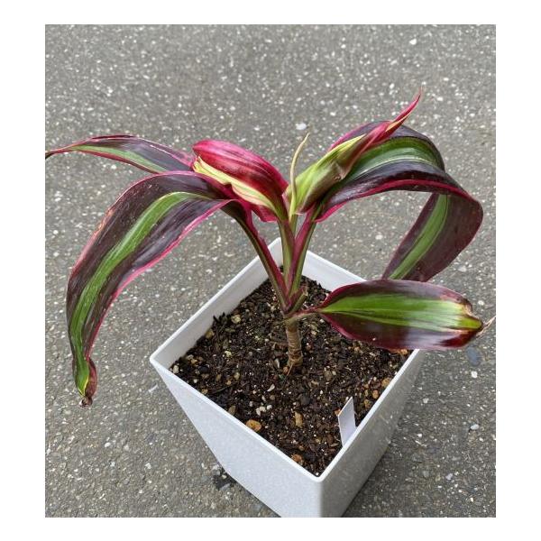 ティ・リーフ　（Jungle River）　６寸スクエア鉢植え　ティーリーフ　Hawaiian Good-luck Plantリュウケツジュ科コルジネリ属和名：センネンボク熱帯アジア原産　非耐寒性常緑低木6号スクエア鉢植えティの葉、ティーリ...