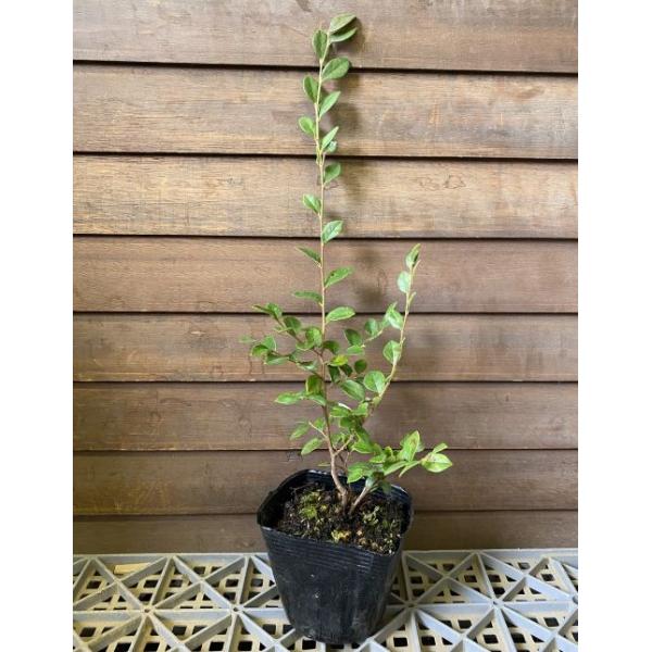 シロバナトキワマンサク　　白花トキワマンサク　青葉系白花トキワマンサクです。マンサク科トキワマンサク属常緑小高木開花時期：3月〜4月頃9センチポット苗<br><br>■管理のポイント<br>日当たりのよい...