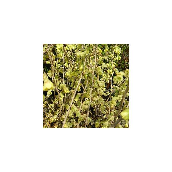 ヒュウガミズキ（日向水木）別名：ヒメミズキ（姫水木）マンサク科トサミズキ属落葉低木5寸ポット植え3月頃に、葉よりも先に黄色い花を咲かせるヒュウガミズキ。若干寒さには弱いため、東北や北海道などの寒い地域では鉢植えでの管理をお奨めします。