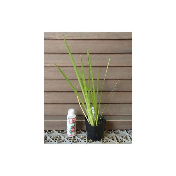 葉菖蒲　ハショウブ　（ニオイショウブ　匂い菖蒲）サトイモ科３寸ポット苗端午の節句の菖蒲湯に欠かせない葉菖蒲。湿地に生える宿根草で、3センチ程度の幅の細い長い葉を勢いよく伸ばす葉菖蒲です。■管理のポイント栽培はとても簡単で、湿地でも普通の畑で...