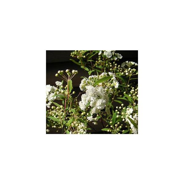 八重コデマリ（八重こでまり、八重小手毬）3寸ポット植えバラ科落葉低木開花時期：春（4月〜5月頃）半日陰の場所でも良く育ち、八重咲きの小さな手毬状の白い花がとても美しい落葉低木です。