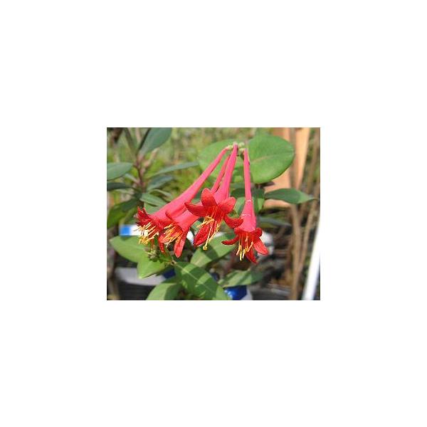 ツキヌキニンドウ　赤花系３寸ポット植えスイカズラ科別名；ロニセラ、トランペット・ハニーサックル北アメリカ原産のつる性植物耐寒性常緑樹（寒さに当たると落葉する場合もあります）開花時期：5月〜10月頃春から秋にかけて小さなラッパ名のような花を咲...