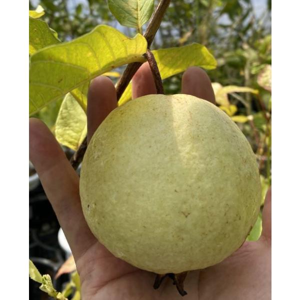 5寸鉢植え　樹高20〜30センチ程度＊樹形が暴れている場合がありますのでご了承下さい。＊鉢の色・形状が異なる場合があります。グアバ（グァバ、グヮバ、バンジロー）は、南アメリカや東南アジアなどに自生する常緑低木で、種類によって様々な色の果実や...