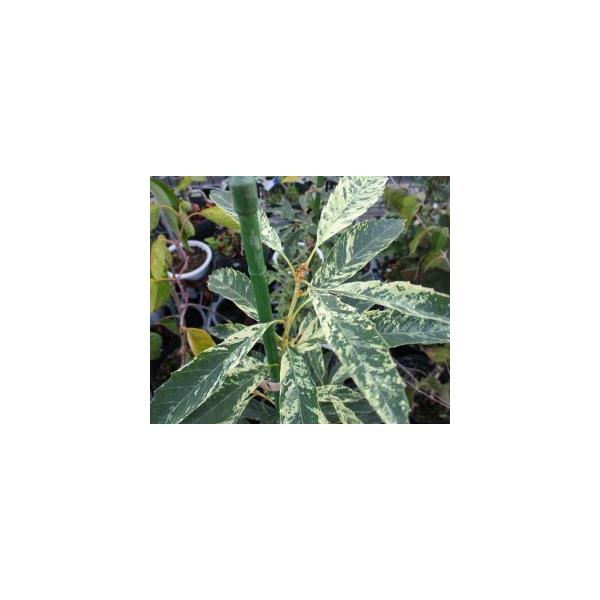 斑入り葉コナラ　紅孔雀<br>6寸鉢植え