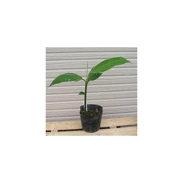 斑入りミョウガ　白覆輪12センチポット苗ショウガ科ショウガ属　多年草涼しげな斑入り葉のミョウガです。寒さに当たると地上部の葉は落葉します。