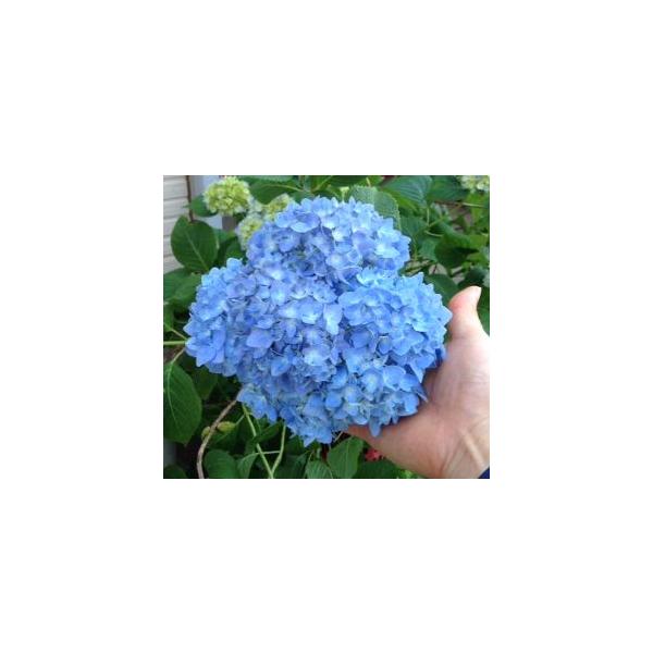 本紫陽花　5寸ポット苗　樹高20〜30センチ程度ホンアジサイ：紫陽花、日本最古の手毬咲き紫陽花です。＊花色は土壌により変化しますので、必ずしもお届けする株が青色花ではありません。