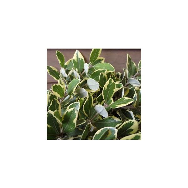 メトロシデロス　バリエガータ（外斑）フトモモ科メトロシデロス属Metrosideros variegata常緑低木5寸鉢植え開花期：5月〜７月耐寒性：霜の当たらない場所であれば、最低5度程度まで。ハワイの有名なオヒアレフアも、このメトロシデ...