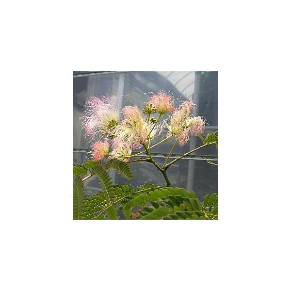 ネムノキ（合歓の木） 一才性５寸鉢植えネムノキ科　落葉高木耐寒性：強夜になると葉が閉じることから、命名された。花は薄いピンク系で、若木の内から開花が楽しめます。