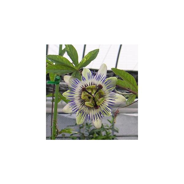 時計草　トケイソウ　パッシフローラ蔓性　3寸ポット植え　10〜20センチ程度カエルレアトケイソウ（時計草）という和名をつけられた、代表的な品種です。耐寒性が強く生育も旺盛です。■管理のポイント日当たりが良く、排水のよい場所を好みます。用土は...