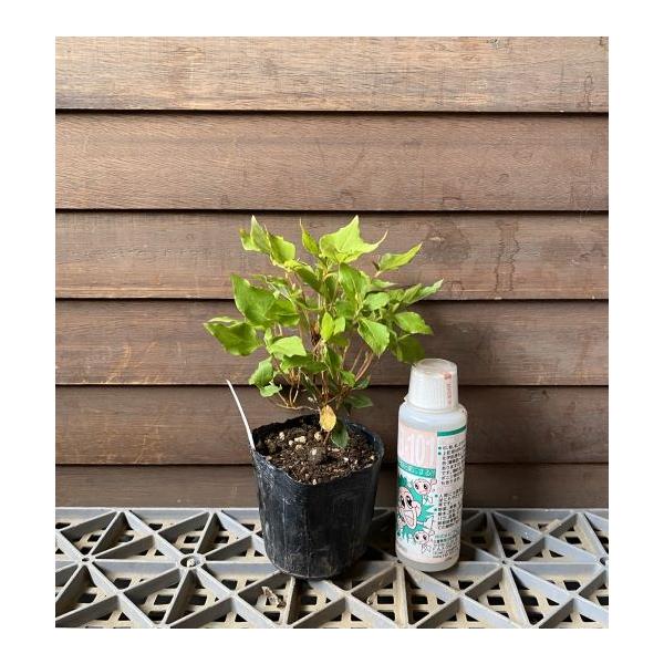 東国三葉躑躅（トウゴクミツバツツジ）＊花は紅紫色ツツジ科　耐寒性落葉低木開花時期：春頃　花色：赤紫9センチポット苗■管理の方法■日当たりが良く水はけのよい用土を好みます。酸性土壌を好みますので、ピートモスなどを混ぜ込んで下さい。剪定は、開花...