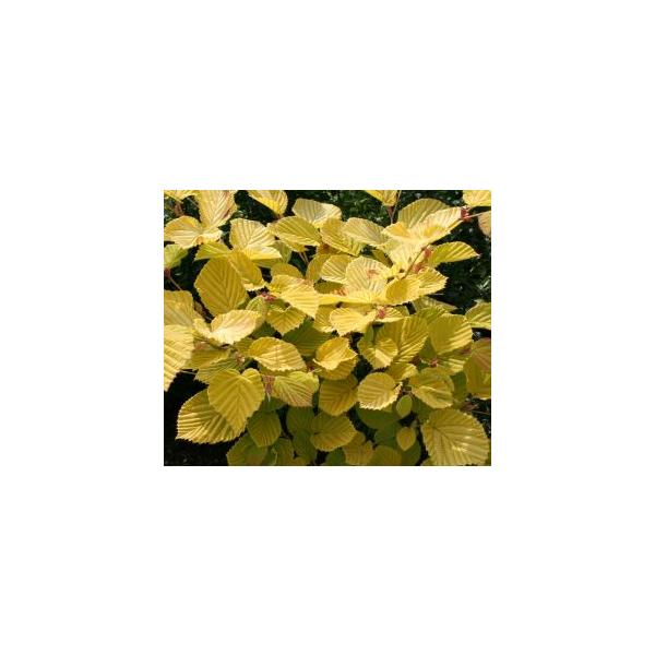 黄金葉トサミズキ（土佐水木）スプリングゴールド9センチポット苗　樹高20センチ程度マンサク科トサミズキ属落葉低木3月頃に、葉よりも先に黄色い花を咲かせるトサミズキ。美しい黄金色（黄色）の葉をもつ品種です。若干寒さには弱いため、東北や北海道な...