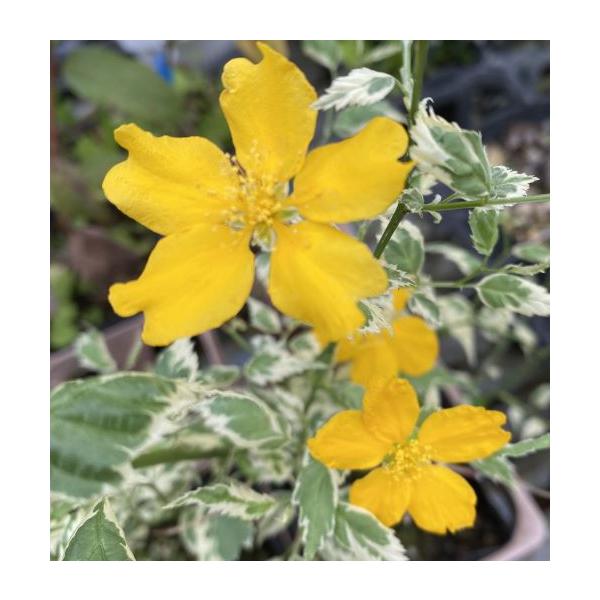 9センチポット山吹（ヤマブキ）は、山吹色と黄色を呼ぶように、美しい黄色の花を咲かせます。白覆輪葉山吹は、葉に覆輪の白い斑が入る美しい品種で、花は黄色です。