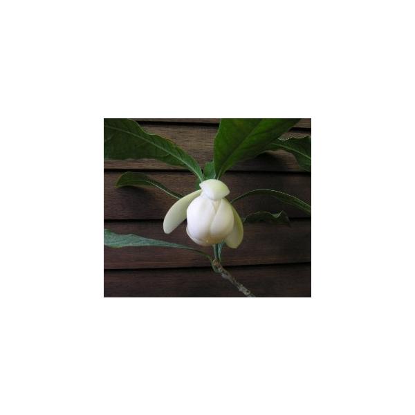 ココ・マグノリア（トキワレンゲ）5寸鉢植え白い球のような花を咲かせ、朝と晩に甘いメロンのような香りを放ちます。■管理のポイントモクレンの仲間ですが、暖かい地方の植物のため、関東以北では鉢植えで管理し、冬は室内等で管理してください。