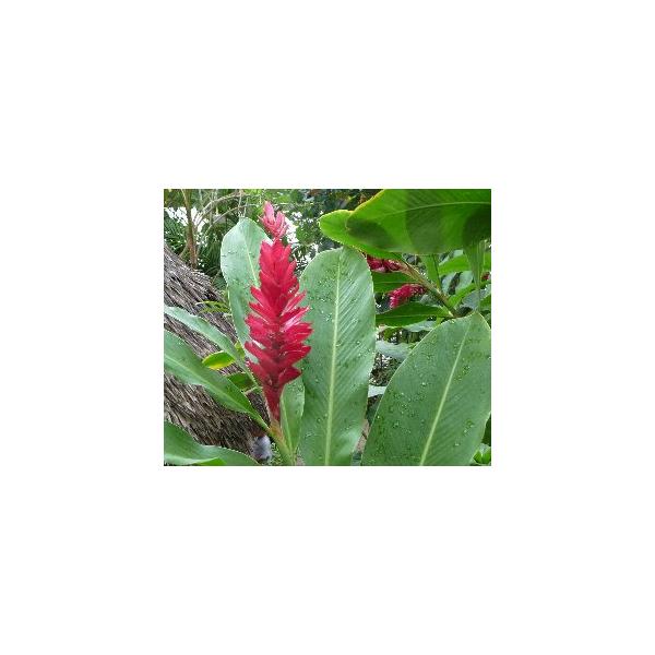 レッドジンジャー　赤花ジンジャーショウガ科常緑多年草（寒さに当たると地上部は落葉します）12センチポット苗　＊時期により株の大きさは様々です。■管理のポイント■耐寒性は低いので冬場は室内で管理し、水遣りも少なめに行います。肥料は夏場の生育期...
