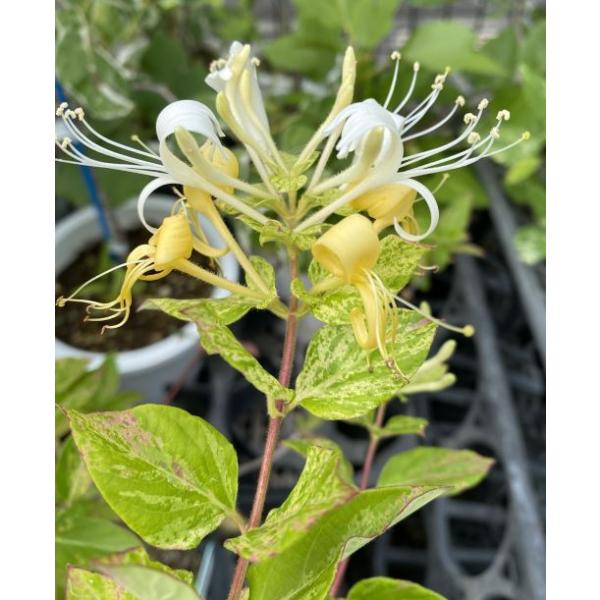 斑入りニンドウ（ロニセラ）9センチポット苗スイカズラ科スイカズラ属＊花は白（薄い黄色）つる性植物耐寒性常緑樹（寒さに当たると落葉する場合もあります）開花時期：5月頃■管理のポイント日当たりが良く水はけのよい場所を好みます。つる性植物ですが、...