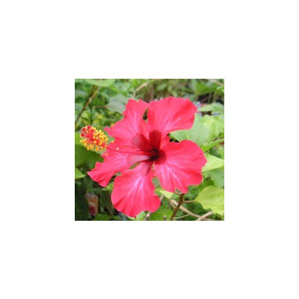 ハイビスカス　ハミングバード中米に生息する鳥「ハミングバード（ハチドリ）」の名前を持つ小さくて可愛らしいハイビスカスの品種です。葉には、細かいモザイク状の模様があります。アオイ科フヨウ属　非耐寒性常緑低木3寸ポット植え　樹高10〜20センチ程度