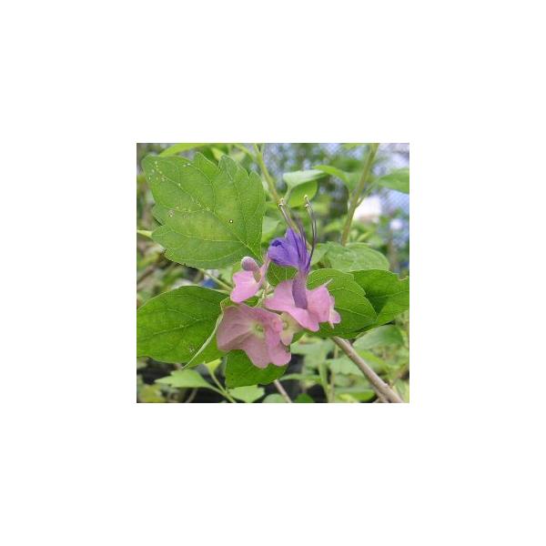 チャイニーズハット（ホルムショルディア）ホルムショルディア・テッテンシス（がくの色はピンク色、その先につく花は紫色）9センチポット植えタマツヅラ科熱帯アフリカ原産　非耐寒性常緑低木（ツル性）開花時期：夏ごろ■育て方のポイント日当たりのよい場...