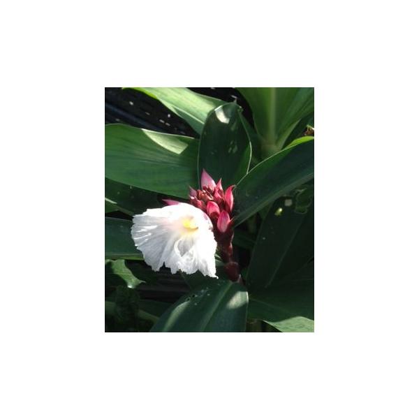 フクジンソウ（福神草）、クレープジンジャーコスツス・スペキオスス（コスタス）３寸ポット苗　＊株の大きさは時期により異なります！ショウガ科ホザキアヤメ属（フクジンソウ属）東南アジア原産の非耐寒性常緑多年草開花時期：5月〜10月頃白色の花を咲か...